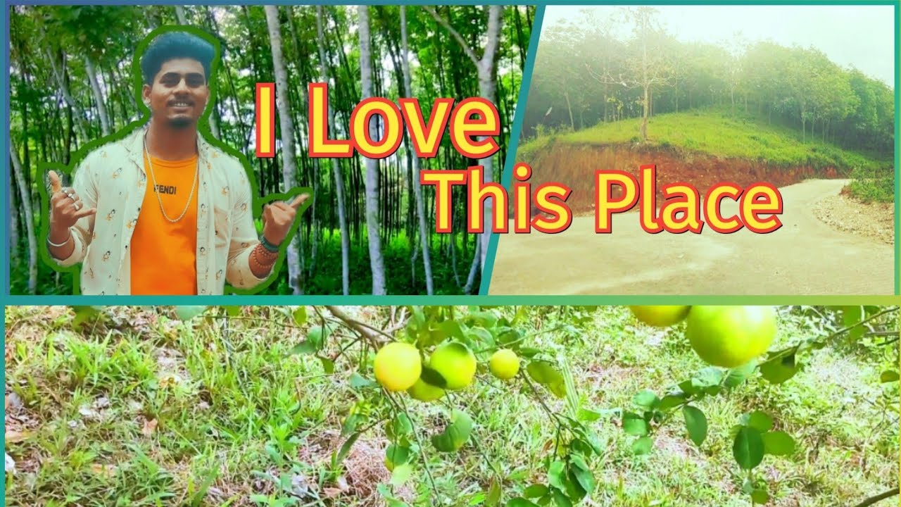 Thailand lemon & Rubber tree || At Arunachal Pradesh || Beauty of ...