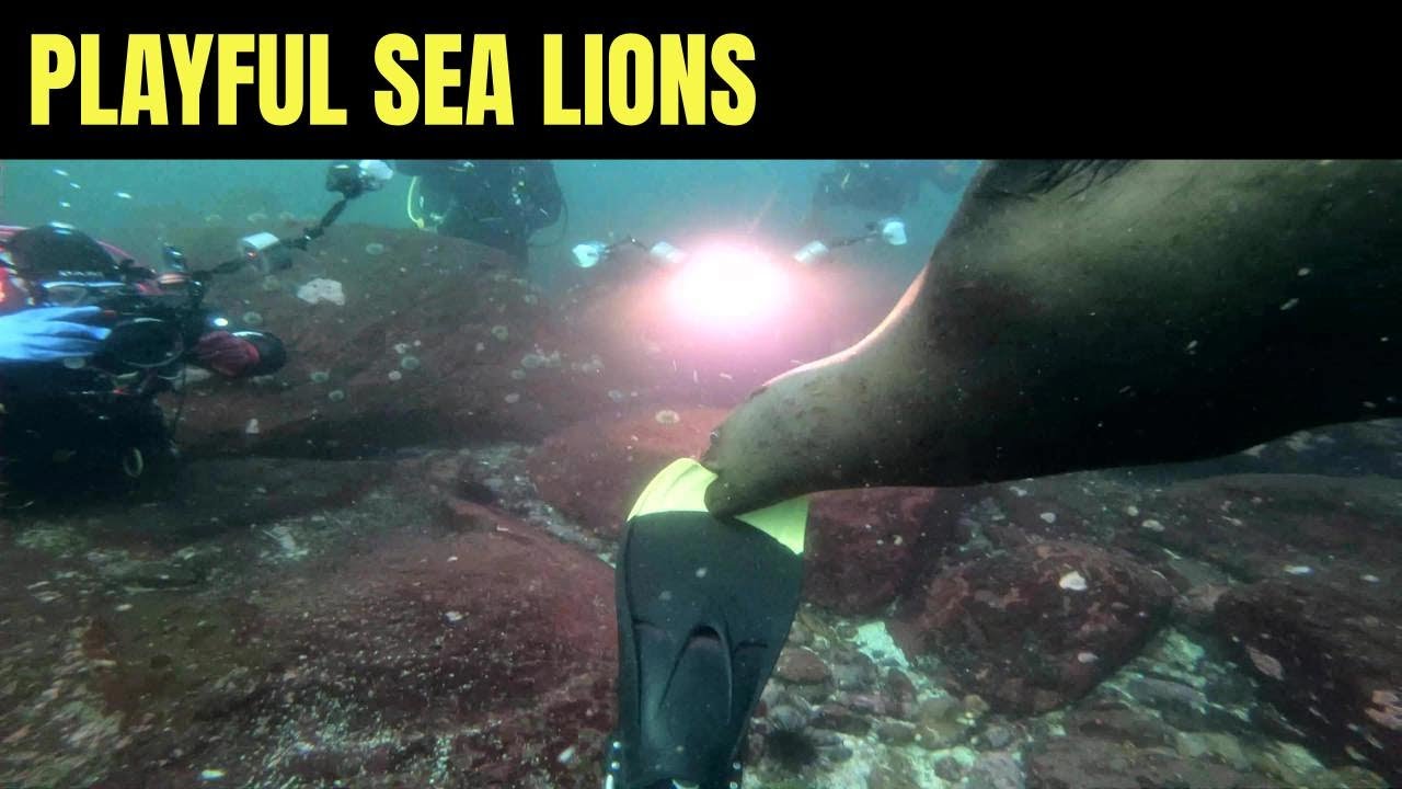 Sea Lions Chewing On Divers | Salish Sea Marine Wildlife - YouTube