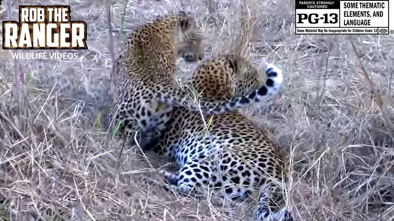 Leopard Pair Making Cubs In The Riverbed - YouTube