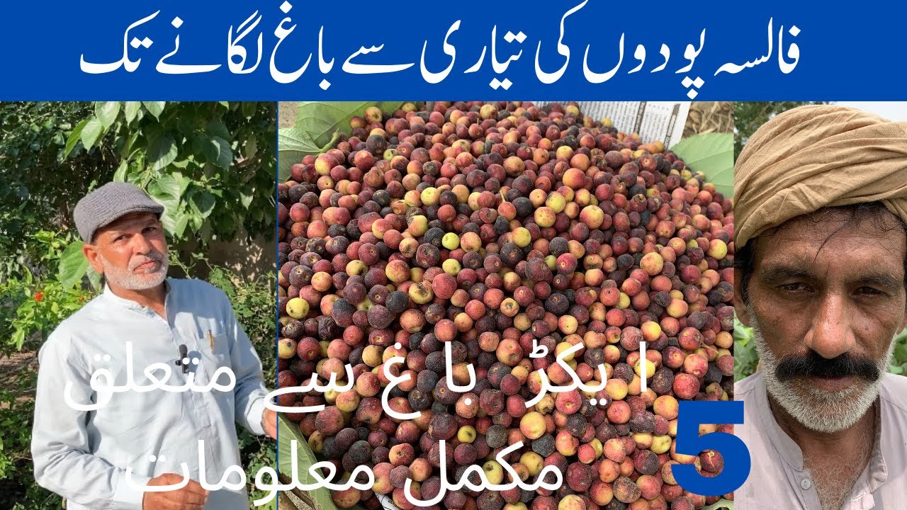 Falsay farming in Pakistan | falsa podo ki tyari sa bhag lagana tak ...