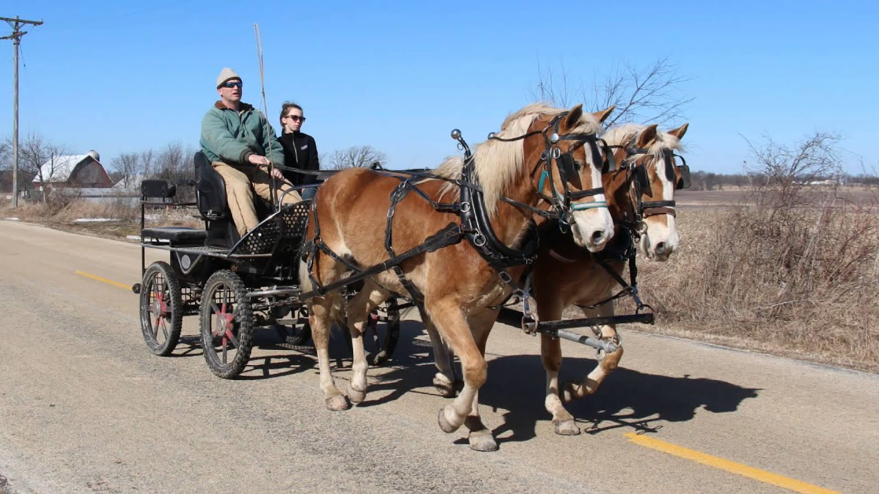 Lady and Lily - Haflinger Team of Mares at Shady Grove Haflingers - YouTube