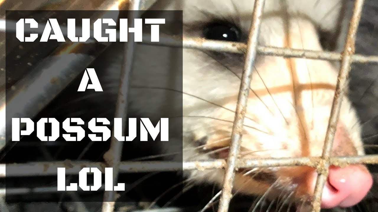 Awesome POSSUM Chronicles [Opossum Caught in Havahart Trap] - YouTube