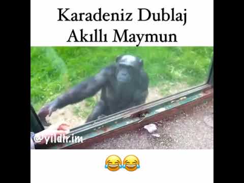Karadeniz Dublaj- En iyi Videolar