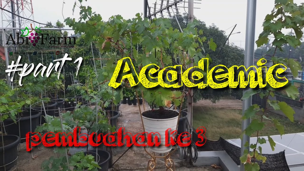 #part 1, Bonsai anggur Academic pot 20, buah 21 dompol - YouTube