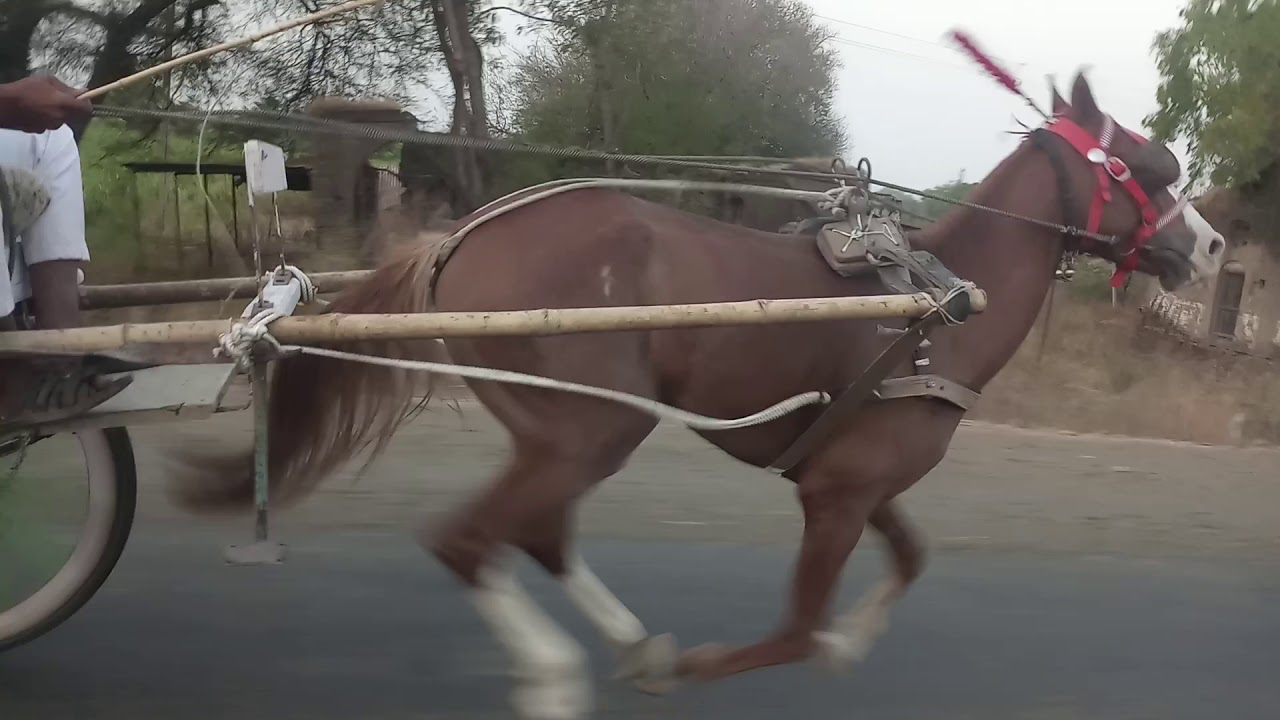 burhanpur ghoda race 13km - YouTube