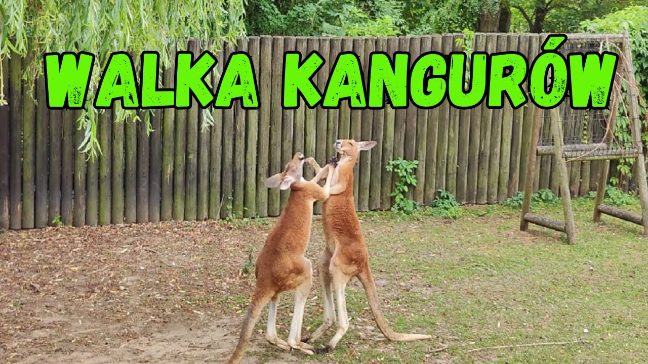 Kangury w akcji! Pojedynek w Zoo Płock 🦘 - YouTube