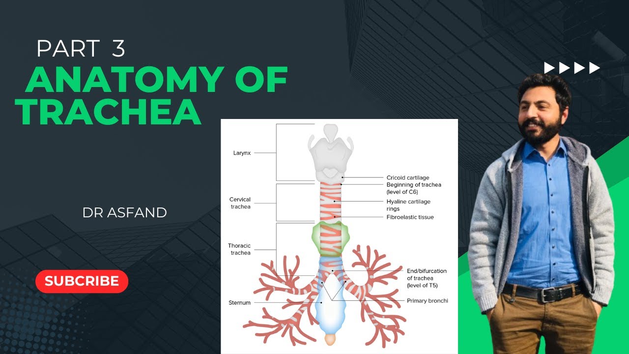 Anatomy of Trachea/ Anatomical relation/ Blood Supply/ Nerve Supply ...
