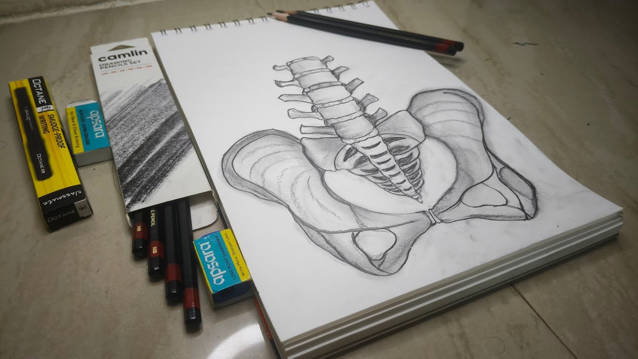 HOW TO DRAW HUMAN PELVIC BONE - YouTube