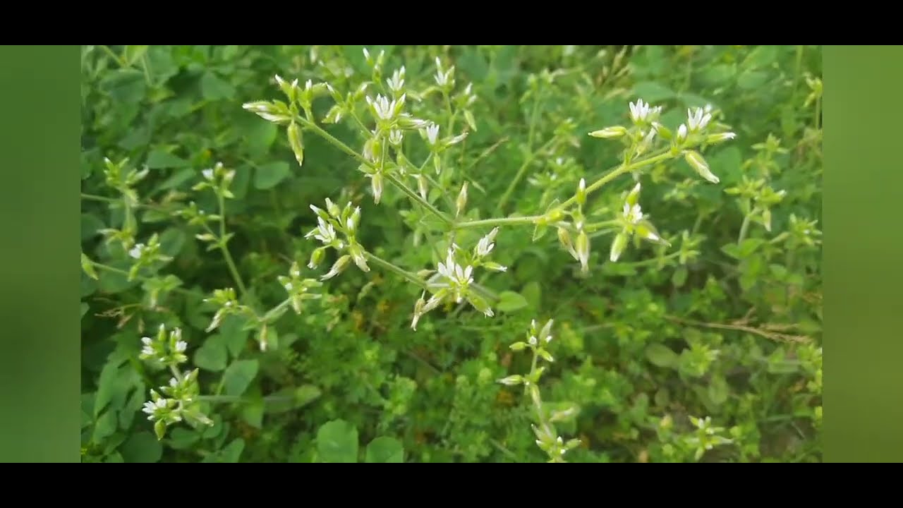 Weed,Cerastium glomeratum, Sticky mouse-ear chickweed - YouTube