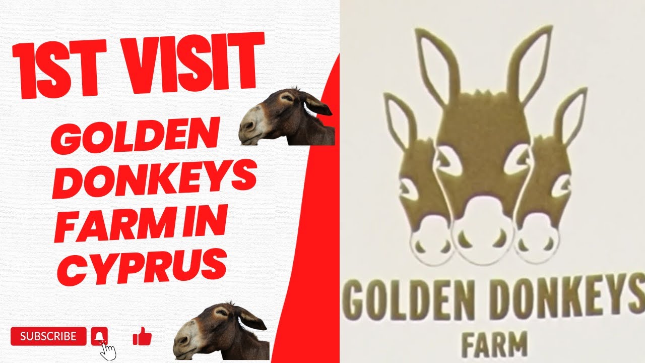 1st Time Visitor to the Golden Donkeys Farm Sat 11th Nov 23 Cyprus ...