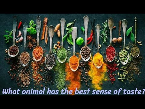 Zoology | General Knowledge | What animal has the best sense of taste ...
