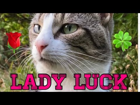 Lady Luck full vid from ‘ 2020 debut album from Lady Luck ☘️🌹# ...