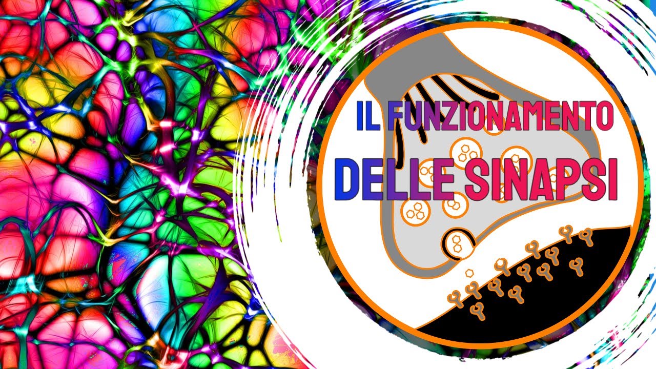 Il funzionamento delle sinapsi - YouTube