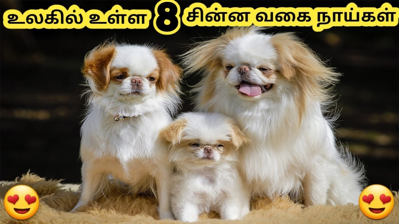 சின்ன வகை நாய்கள்||Nine Small Breed Dogs||Tamil Info Share - YouTube