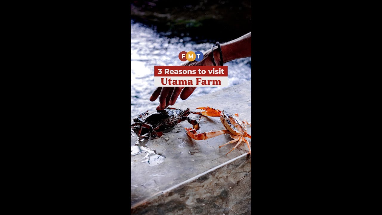 3 Reasons to visit Utama Farm - YouTube