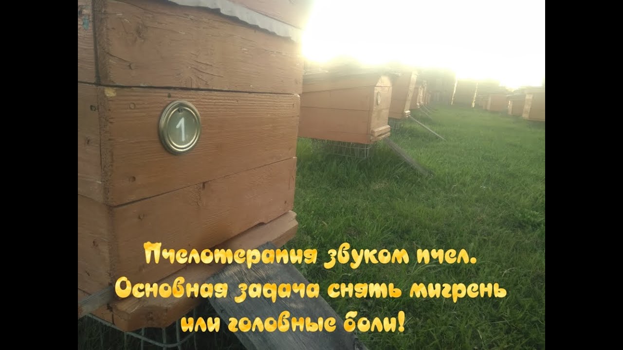 Bee therapy sound person. Пчелотерапия звук пчел. - YouTube