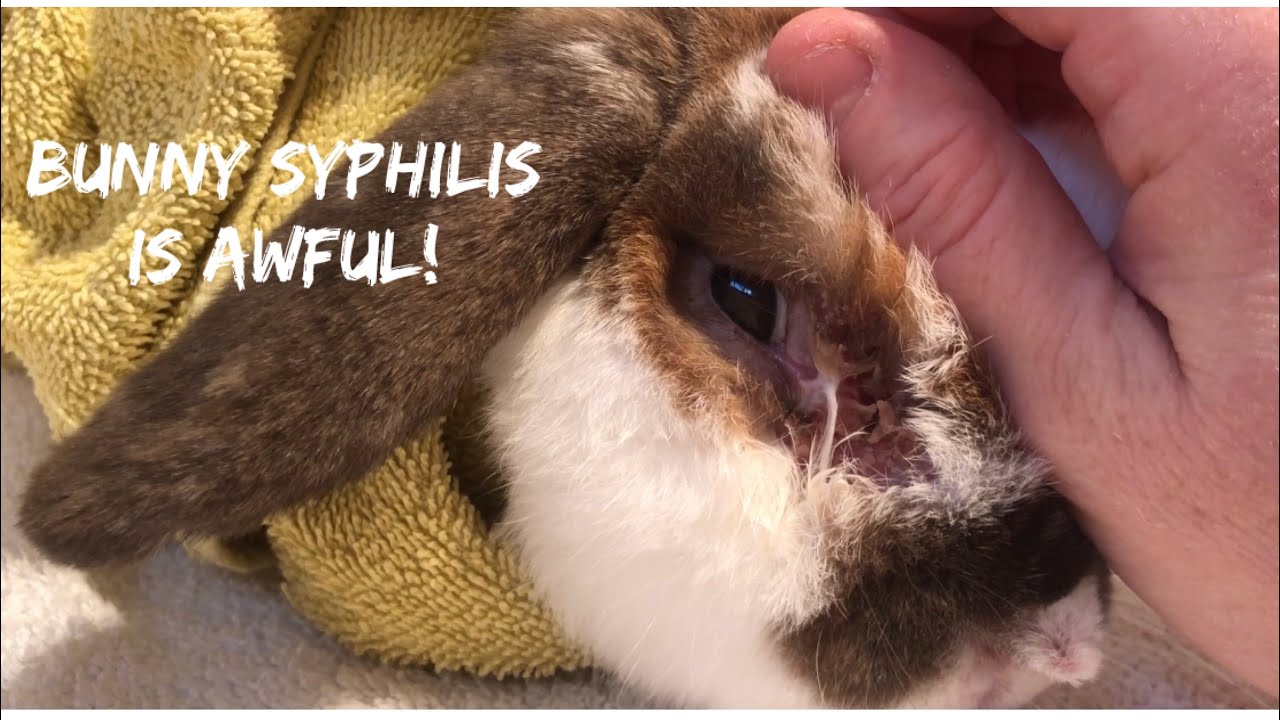 Poor Jersey with Bunny Syphilis - YouTube