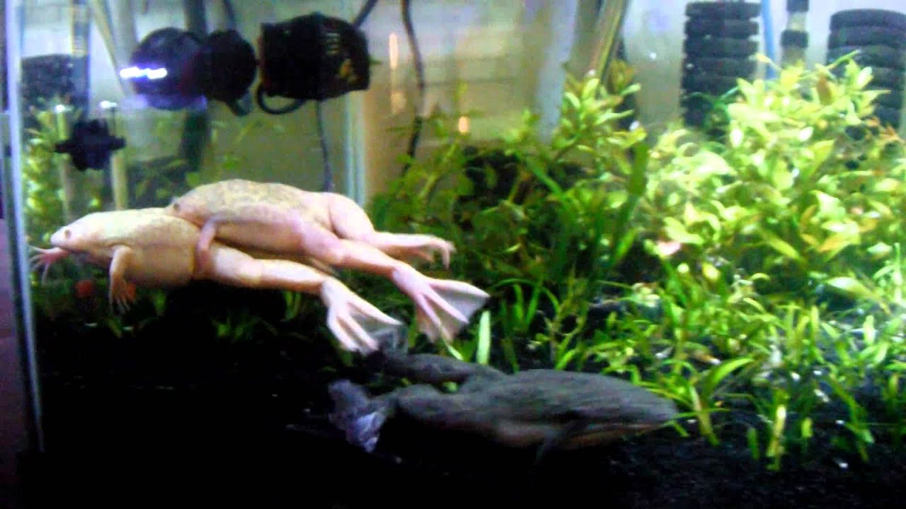 African clawed frogs mating - YouTube