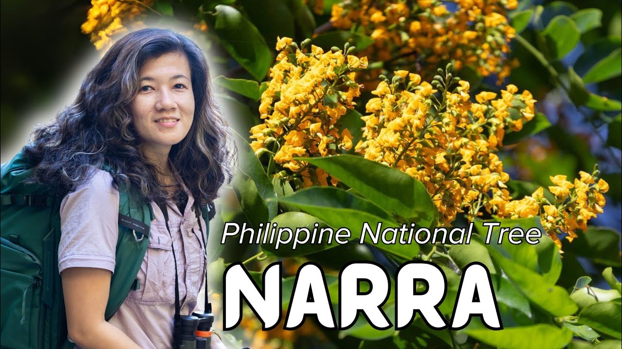 #PhilippineNativeTrees: Narra (Pterocarpus indicus) - YouTube