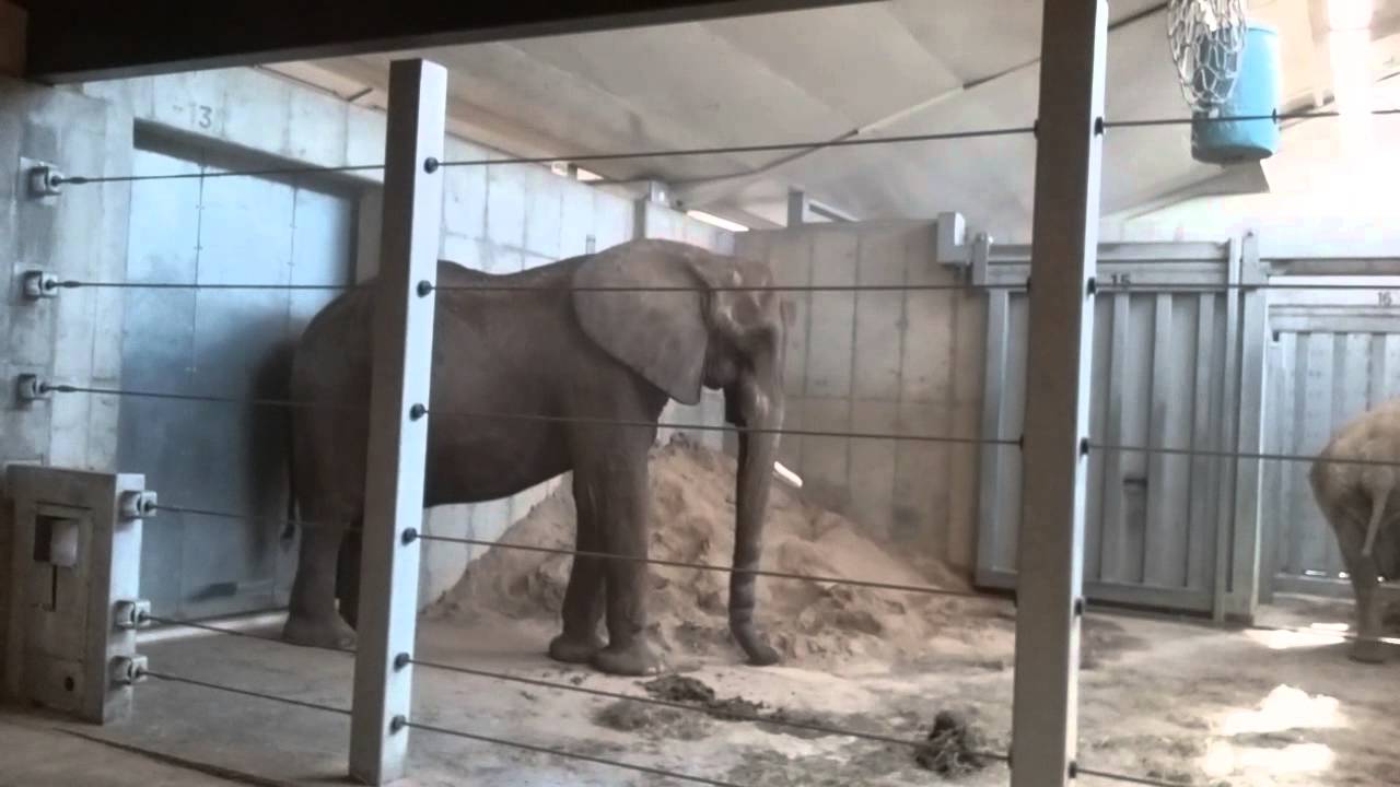 Willy elephant Cleveland zoo - YouTube