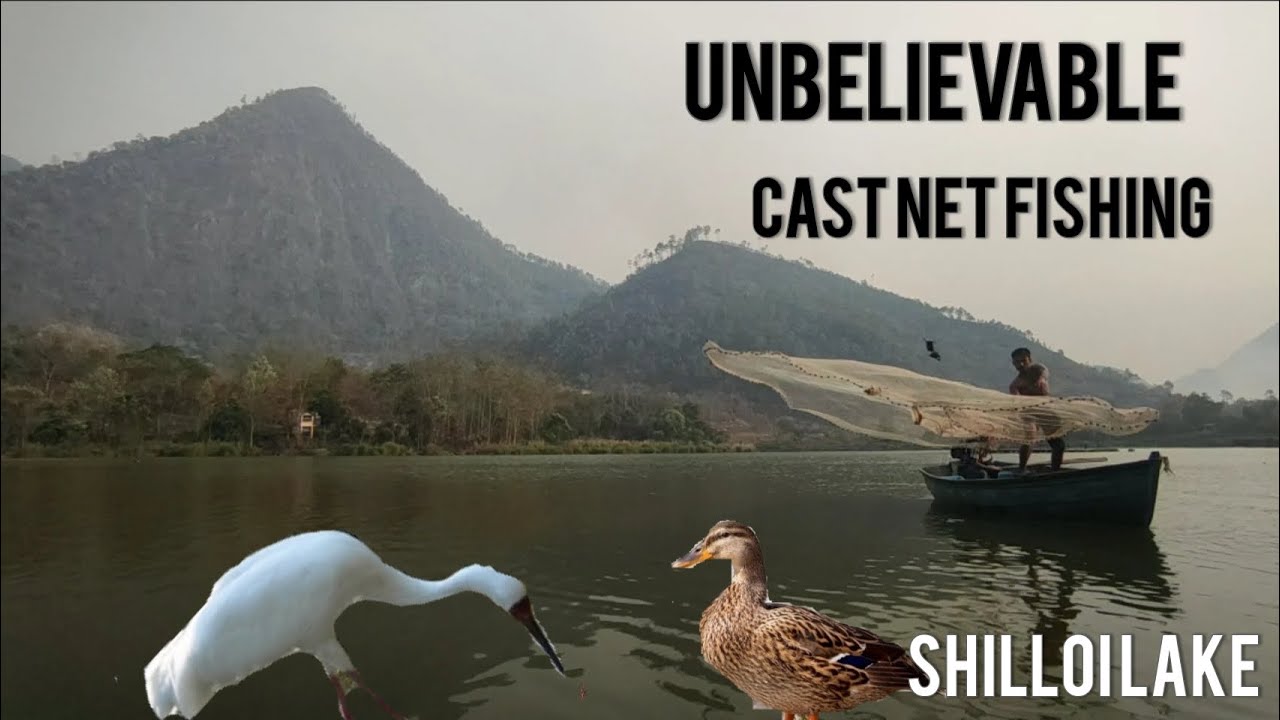 Mallard duck and Siberian cranes makes the beauty of Shilloi lake ...