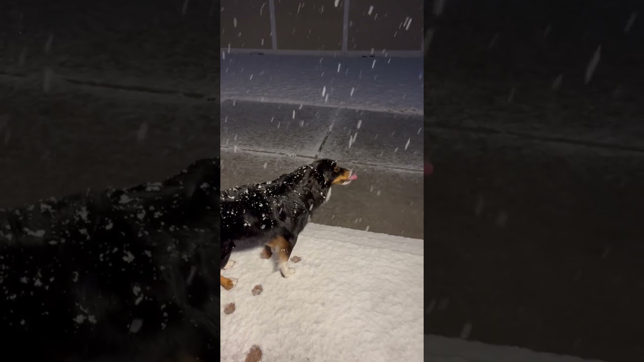 Archie the dog. - YouTube