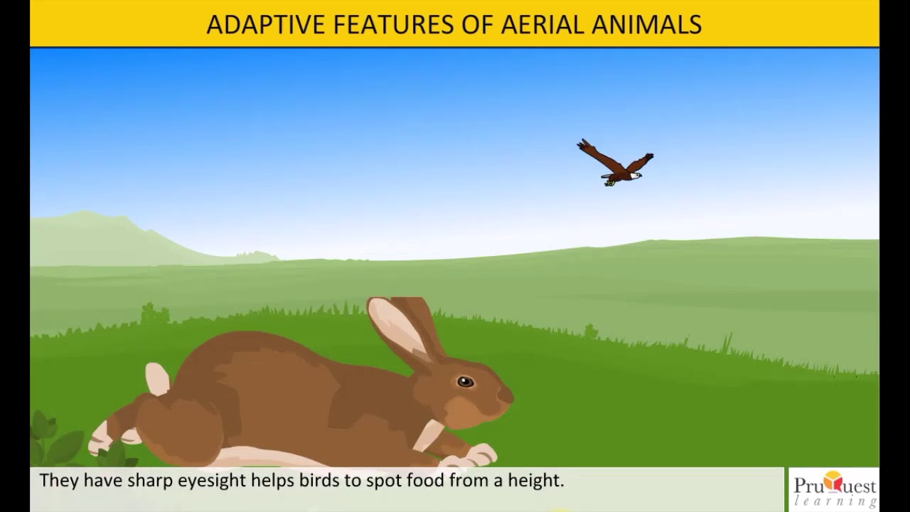 CLASS 4 SCIENCE CHAPTER 4 - YouTube