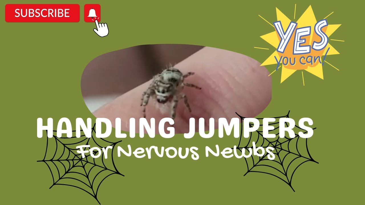 Jumping Spider Handling 101 - How to Handle Your Jumper If You're a ...