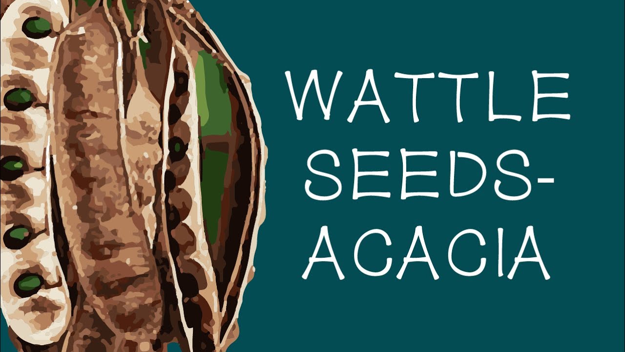 Australia's Wattle seed trees / Acacia - YouTube