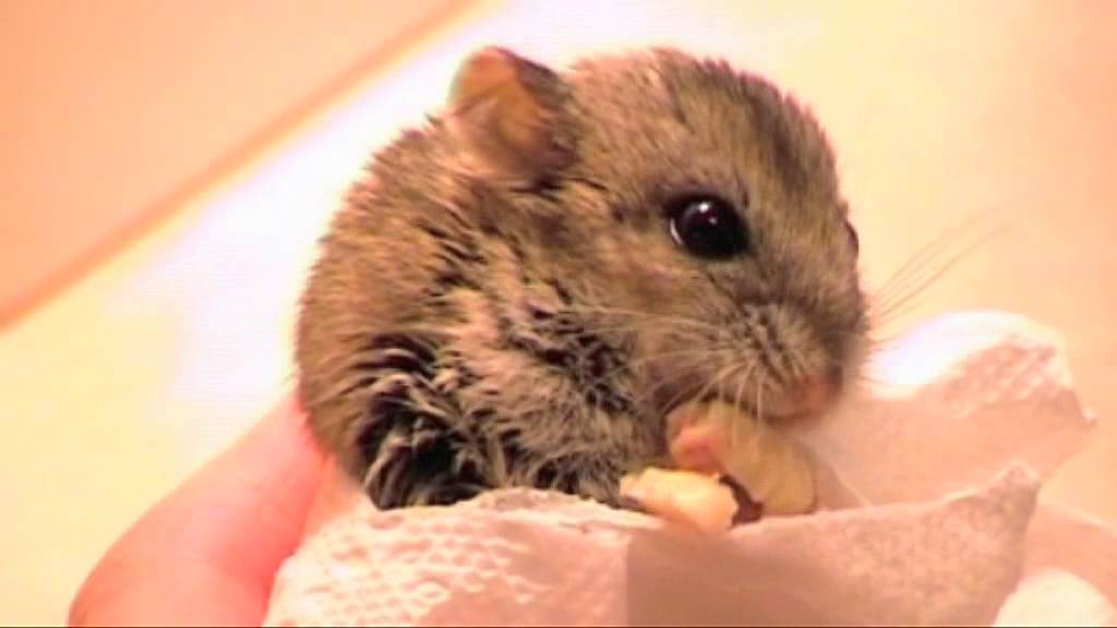 Cheap hamster eating and being cute - YouTube
