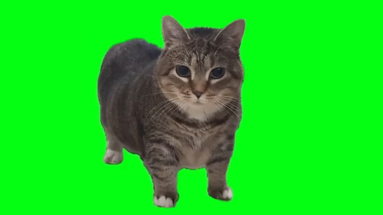 OIIA OIIA (Spinning Cat) - W&W || Spinning Cat Meme Remix - YouTube Music