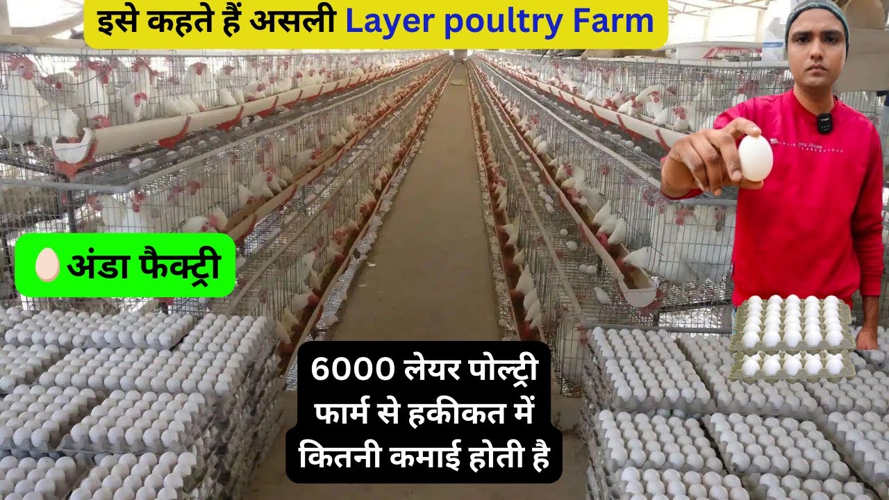 ऐसा शानदार लेयर पोल्ट्री फार्म नहीं देखा होगा आपने | Layer poultry Farm ...