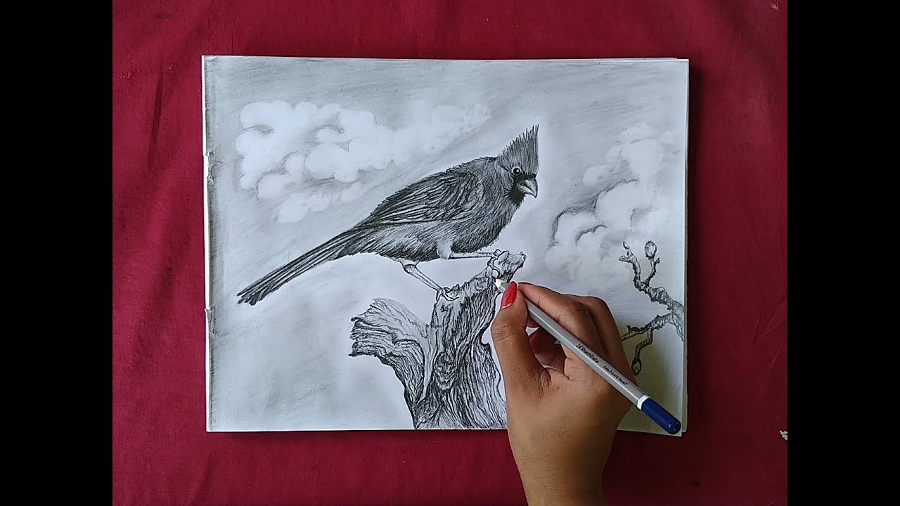 How to draw Cardinal Bird // Bird pencil sketch - YouTube