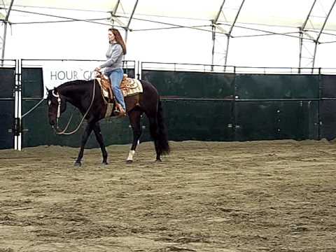 DD TO A TEE "Arnie" Stallion at Stud Own Son of the Legendary Dynamic ...
