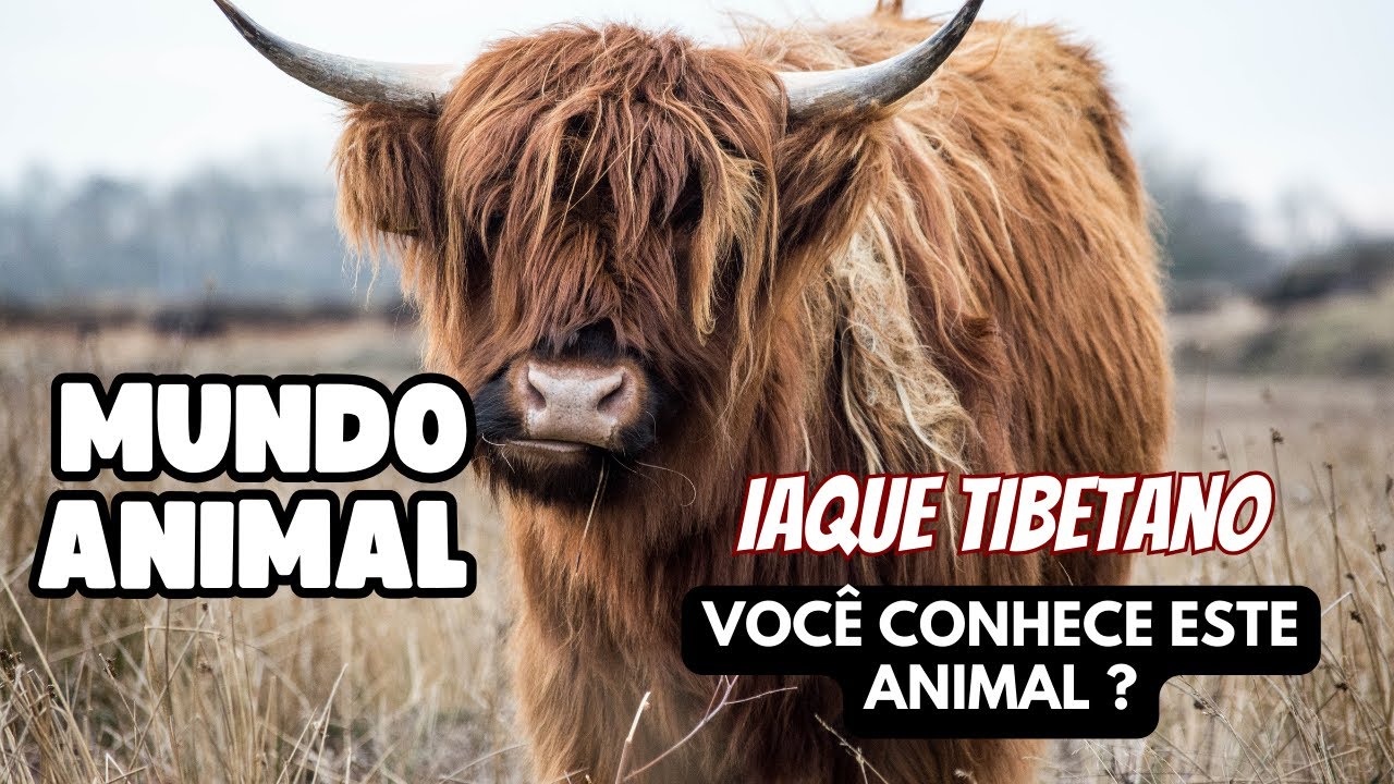 IAQUE/YAK TIBETANO - YouTube