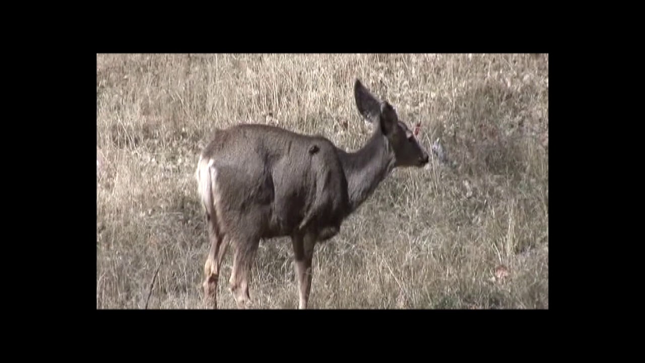 Mule Deer - YouTube