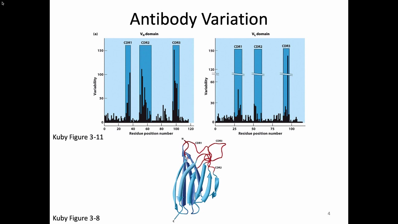 Immunology Fall 2019 Lecture 7: Antibody Structure and Function - YouTube