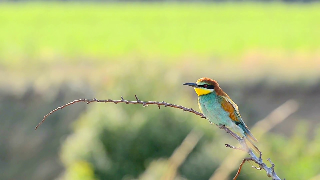 Gyurgyalag / European Bee-eater / Merops apiaster - YouTube