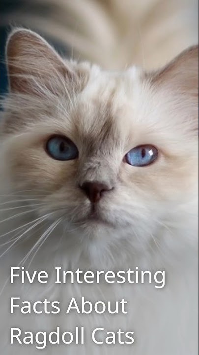 Five Interesting Facts About Ragdoll Cats - YouTube
