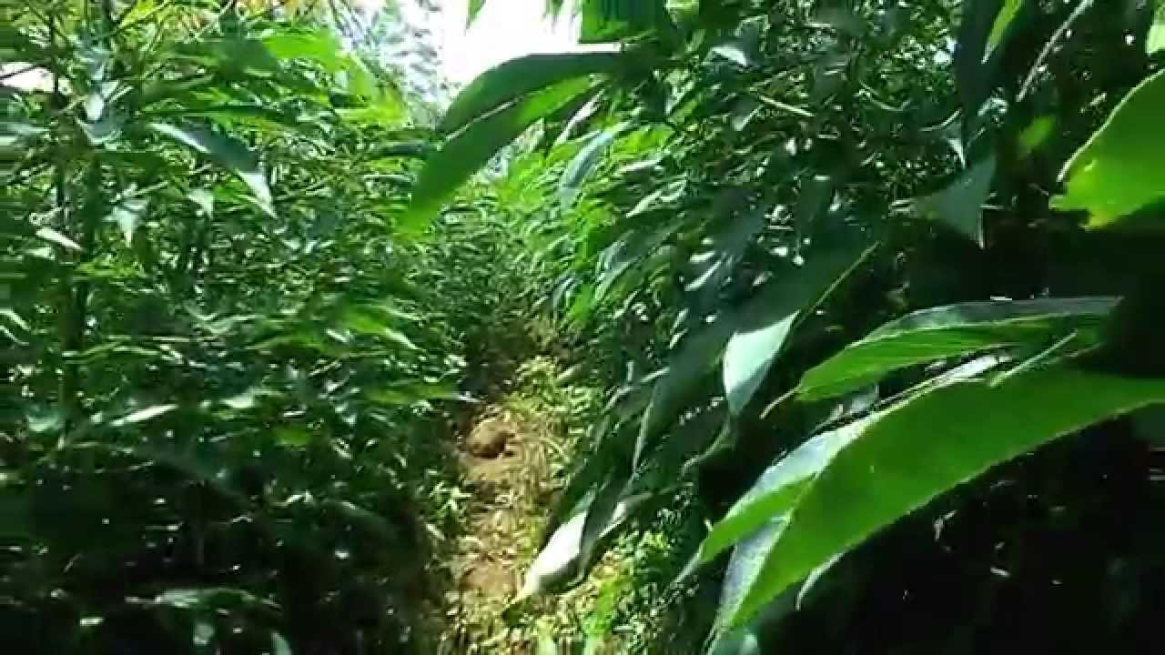 Yuca -morada mutata - YouTube