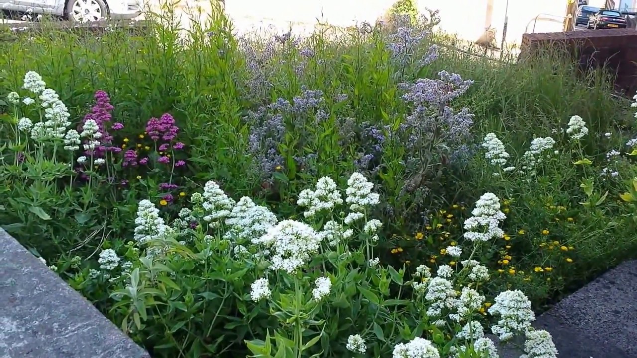 A Beautiful 'unattended' Urban Garden - YouTube