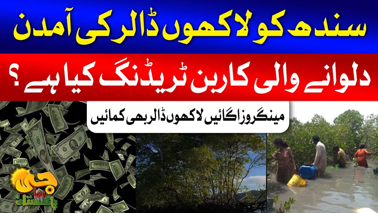 What is Carbon Trading? | Mangrove Reforestation in Sindh | GUtha ...