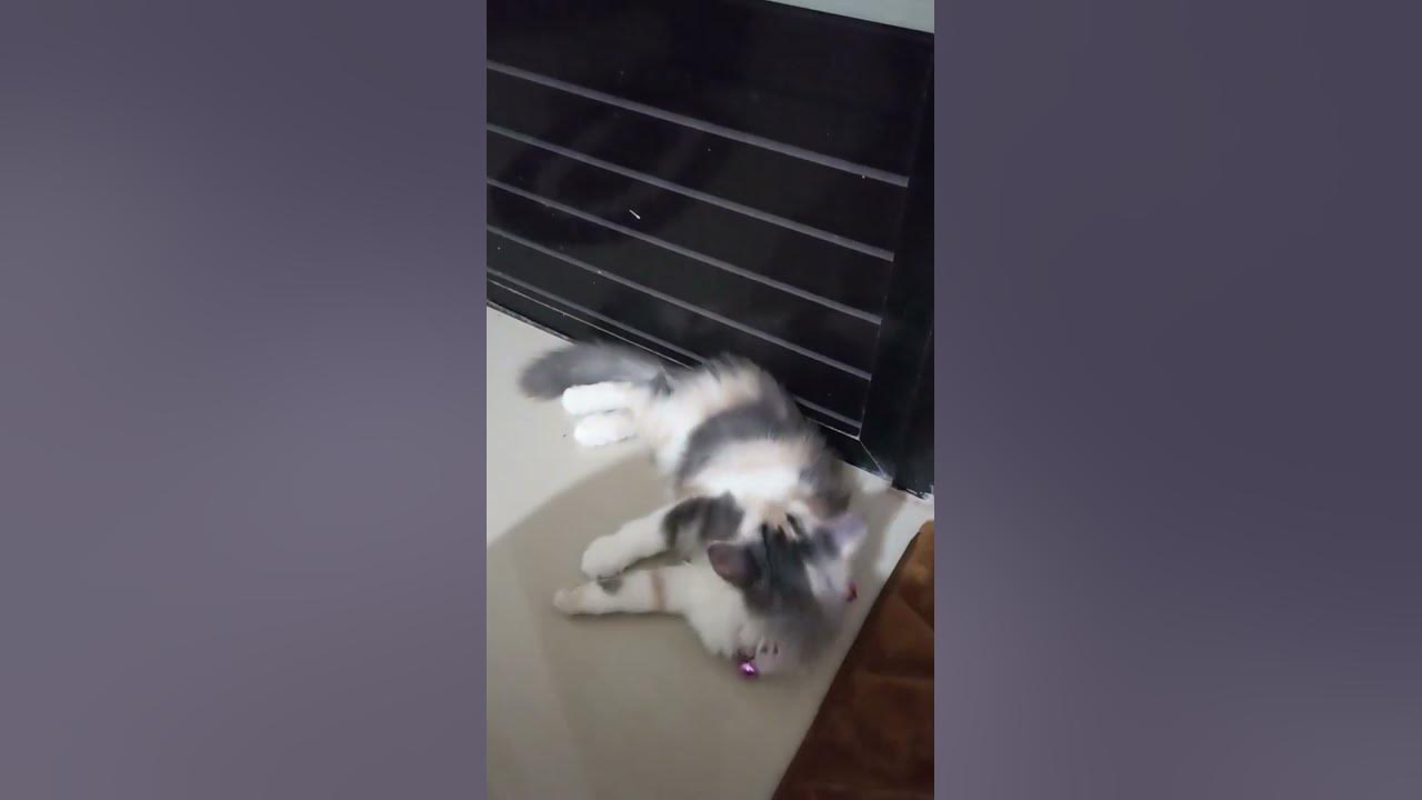 ജലദോഷം വന്തിടും😸 Cat Youtubeshorts Entertainment Shorts Persiancat