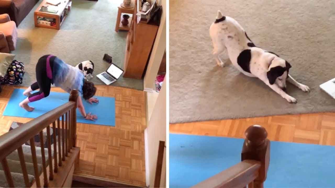Dog Copies Mum's Yoga - YouTube