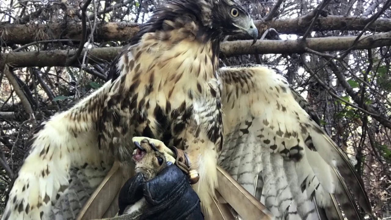 Falconry - hunting with a Red-Tailed Hawk! - YouTube