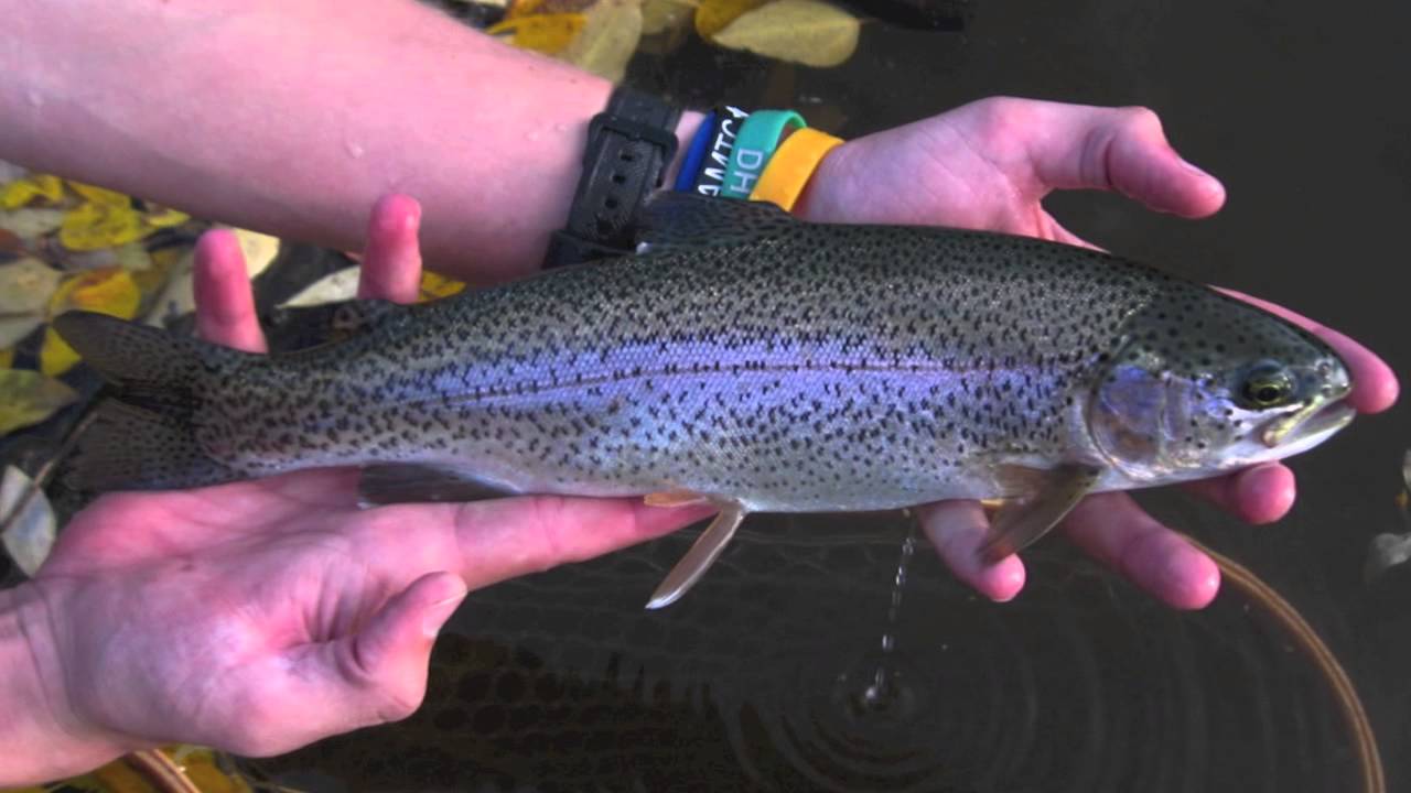 Rainbow Trout Fly Fishing at Rowdy Trout - YouTube