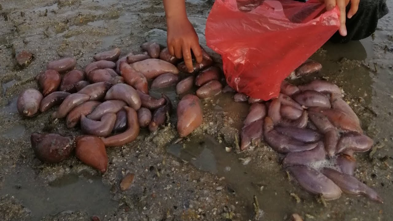 Mencari Bronok/Sea Potato. (Acaudina Molpadioides) - YouTube