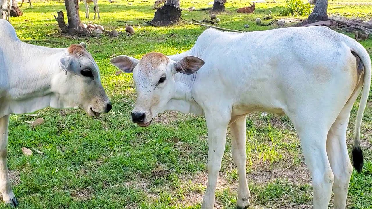 Baby Cow Mooing - Cow Sound - Poor Baby cow wandering mother cow - YouTube