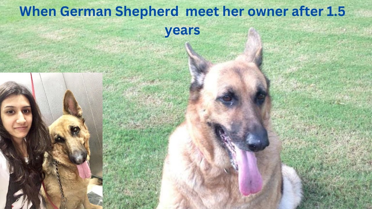 My German Shepherd exited to meet Sam after 1.5 years | my dog - YouTube