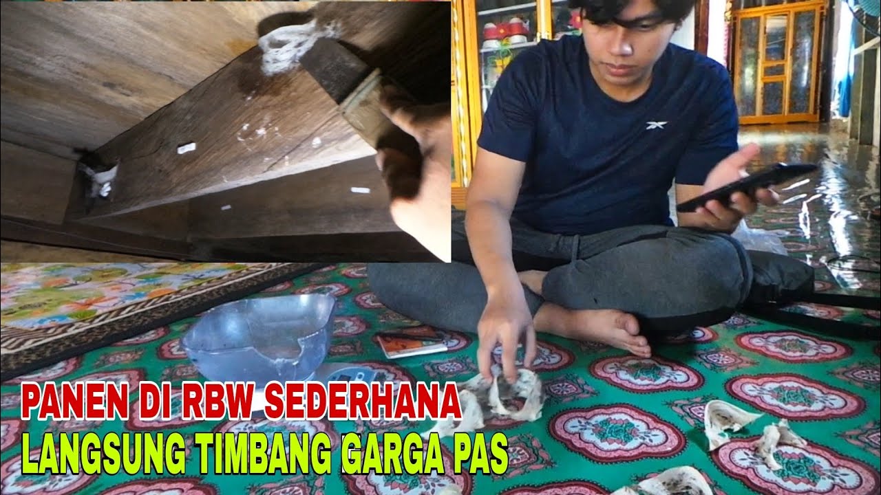 panen sarang walet di rbw sederhana langsung di jual di pengepul - YouTube